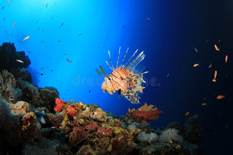 Lionfish on Coral Reef stock image. Image of ocean, dahab - 22538261