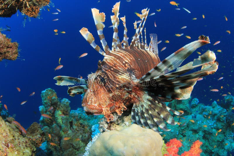 Lionfish on Coral Reef stock photo. Image of reef, biodiversity - 25317528