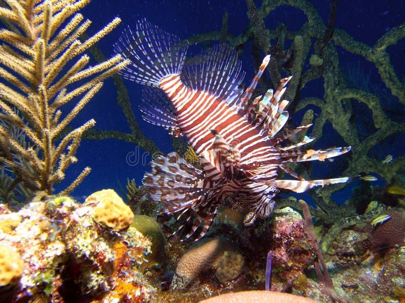 Lionfish, Coral Reef, Ecosystem, Marine Biology Stock Photo - Image of ...