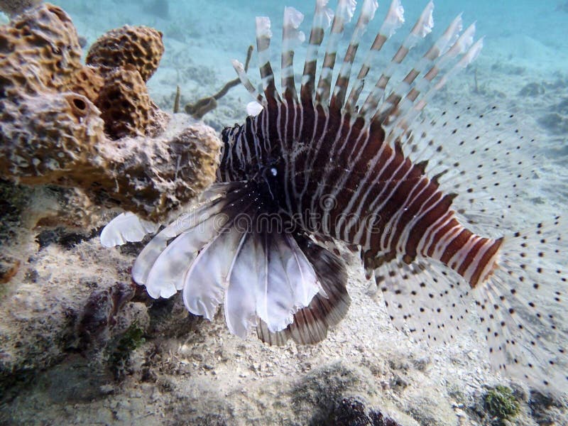 Red Lionfish - One of the Dangerous Coral Reef Fish. Beautiful ...