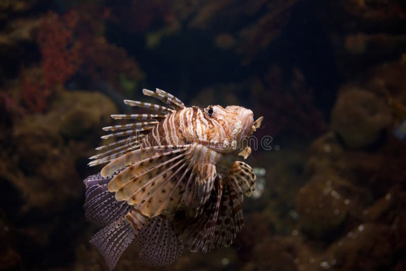 Lionfish stock photo. Image of water, danger, diving - 30934954