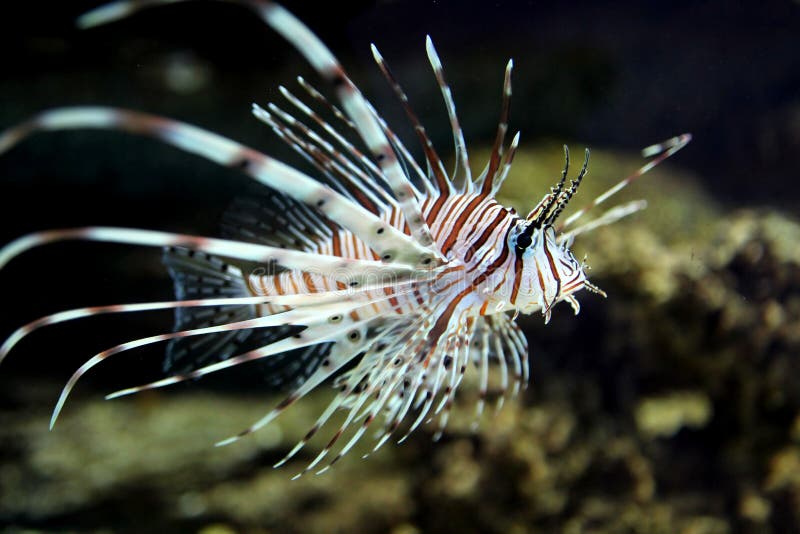 Lionfish stock photo. Image of scorpaenidae, marine, people - 97944600