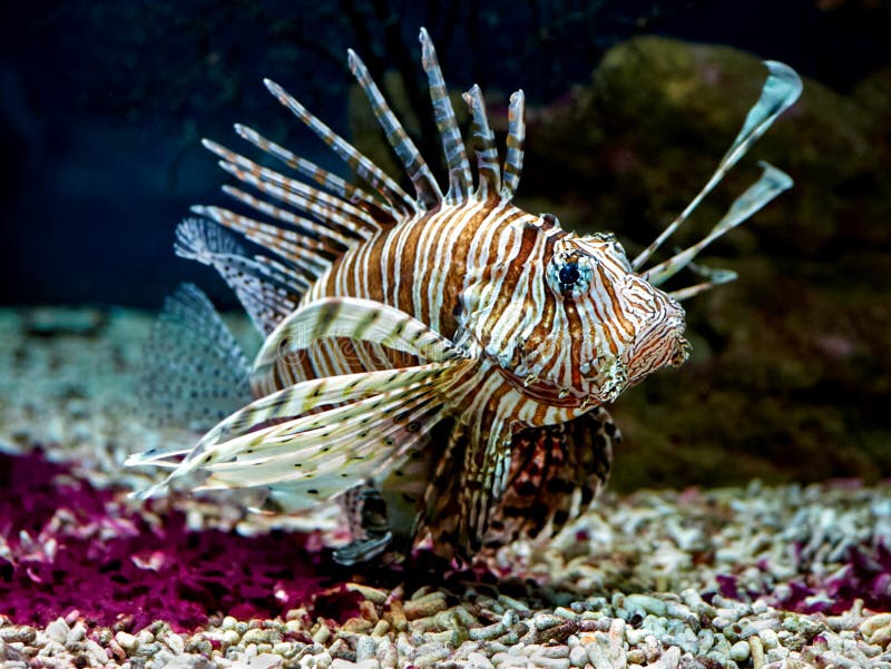 Lionfish or Devil Firefish,roatan,honduras Stock Image - Image of ...