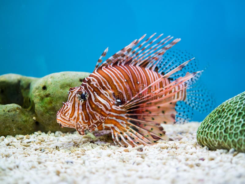 Lionfish or Devil Firefish Swimming Stock Image - Image of tropical ...