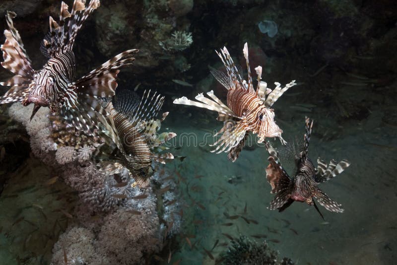 Lionfish hunting! stock image. Image of submerged, seascape - 11029833