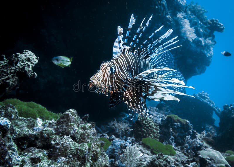 Lionfish Hunts Near the Reef at the Bottom of the Indian Ocean Stock ...