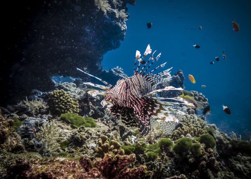 Lionfish Hunts Near the Reef at the Bottom of the Indian Ocean Stock ...