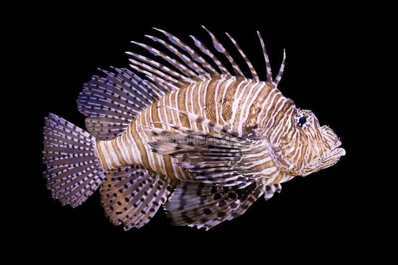 Lionfish stock image. Image of close, profile, isolated - 77638111