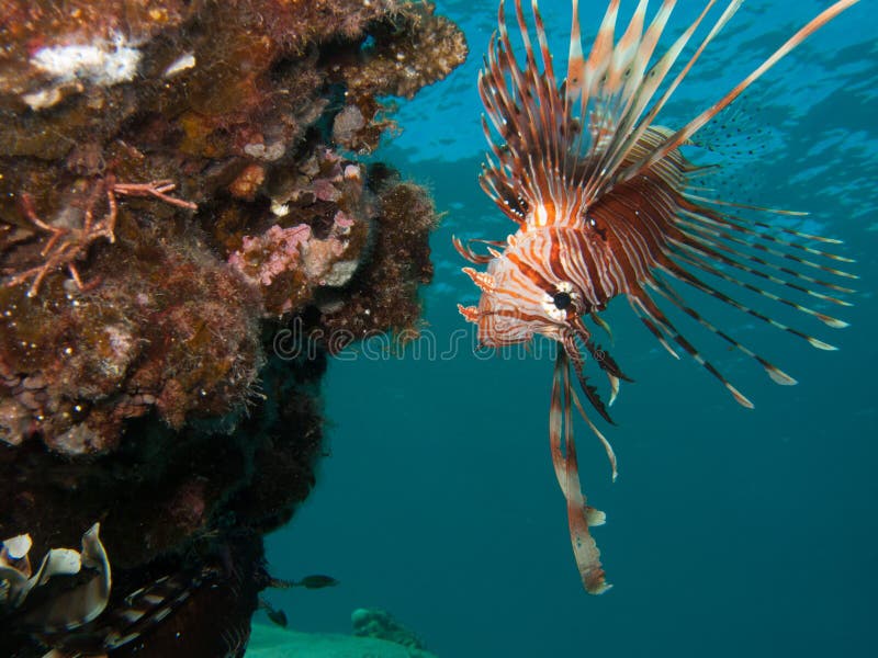Lionfish looking down stock photo. Image of marine, ocean - 65256328