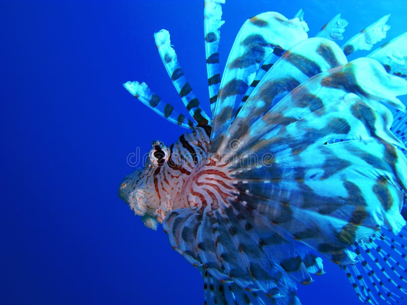Pacific Lionfish