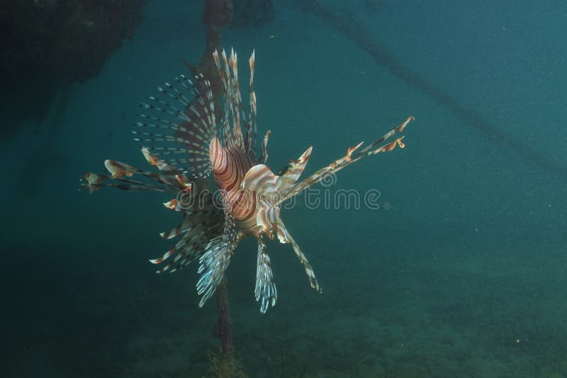Lionfish stock photo. Image of back, body, lionfish, ocean - 62705388