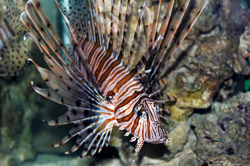 Lionfish (Pterois miles) stock image. Image of water - 72103075