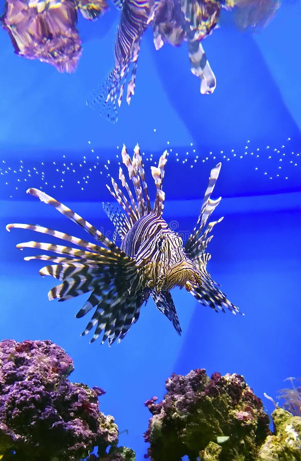 Lionfish Rayé De Poissons De Mer Image stock - Image du poissons ...