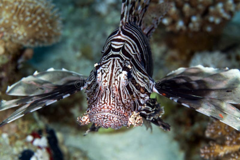 Lionfish in the red Sea. stock photo. Image of animal - 23270314