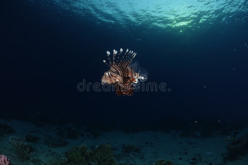 A Lionfish in the Red Sea, Egypt Stock Photo - Image of reef, nature ...