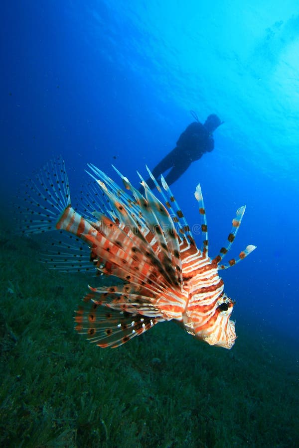 Lionfish and Scuba Diver stock image. Image of dahab - 14109151