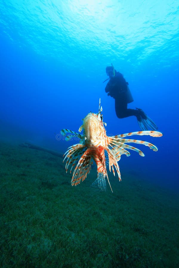Lionfish and Scuba Divers stock photo. Image of background - 15073090