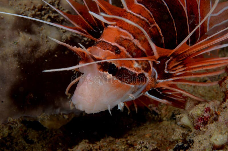 Lionfish stock image. Image of sunk, stern, egypt, deck - 32016121