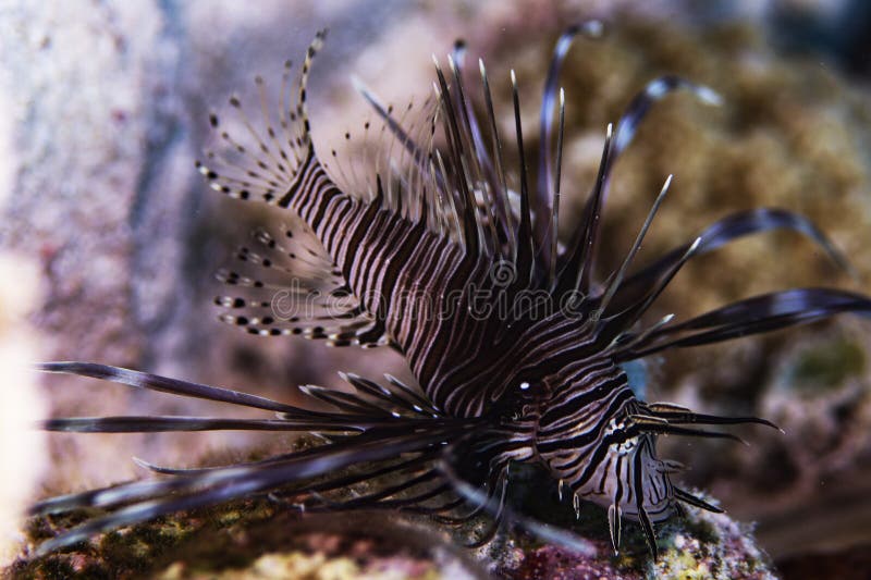 Lionfish stock photo. Image of reef, creature, water - 190172296