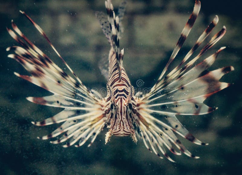Orange Lionfish Swiming Stock Photos - Free & Royalty-Free Stock Photos ...
