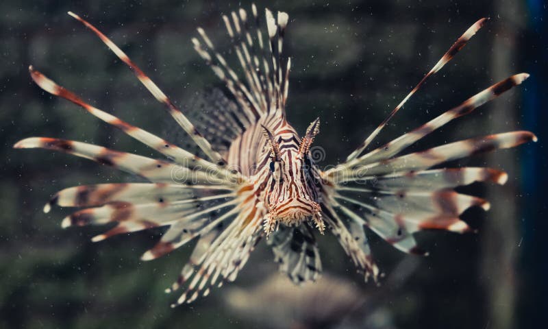 Lionfish swiming stock image. Image of nature, firefish - 65058953