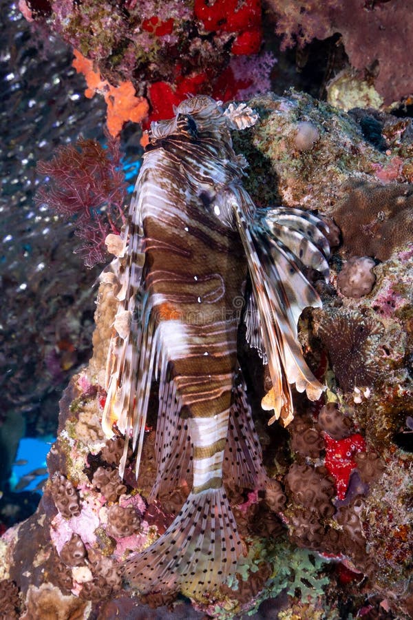 Lionfish Swimming Around a Sharp Textured Coral Reef Under the Sea ...