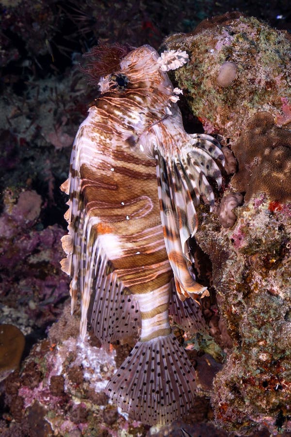 Lionfish Swimming Around a Sharp Textured Coral Reef Under the Sea ...