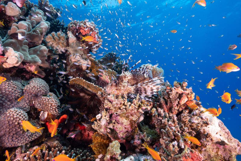 Lionfish Swimming Around a Sharp Textured Coral Reef Under the Sea ...