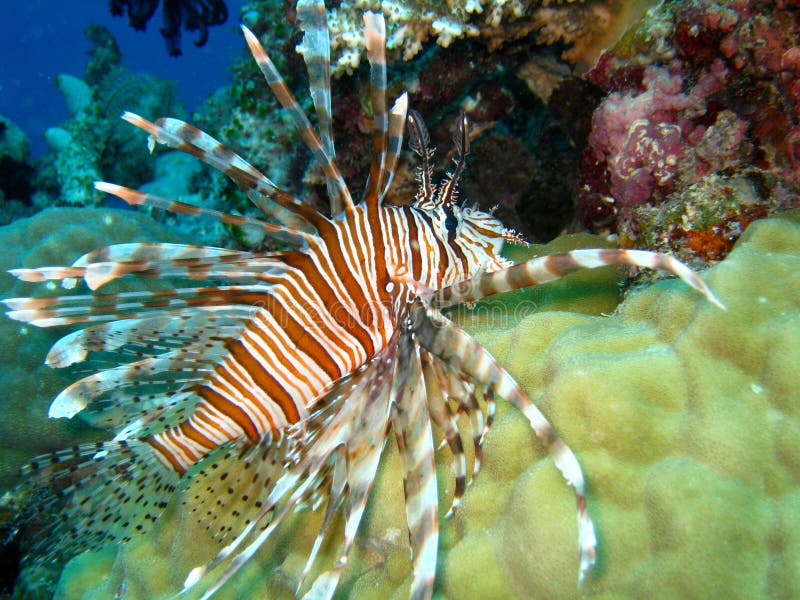 Lionfish Swimming Over Coral; Great Barrier Reef, Stock Image - Image ...