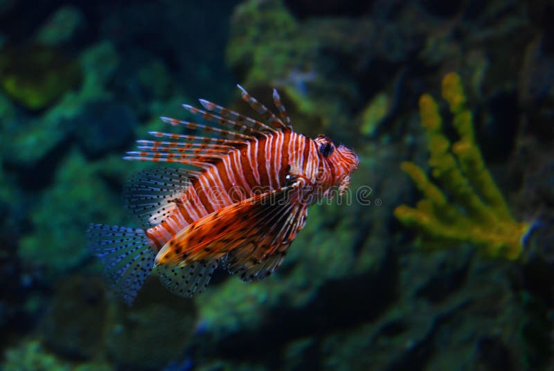 Lionfish swimming in water stock image. Image of side - 3584747