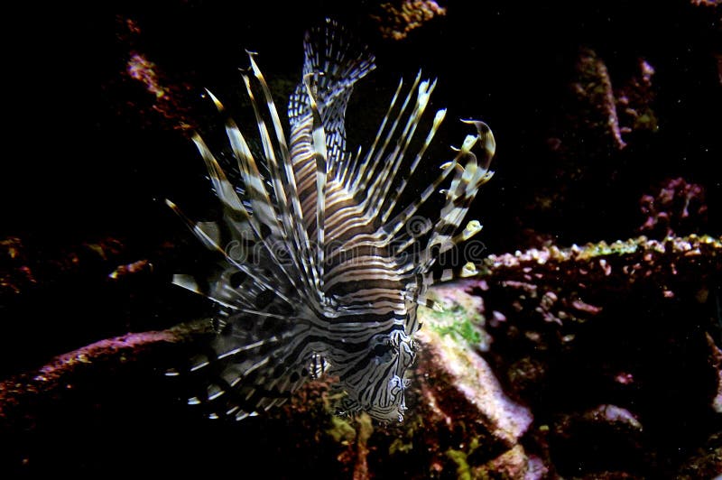 Lionfish Swims between Rocks Stock Image - Image of oceania, striped ...