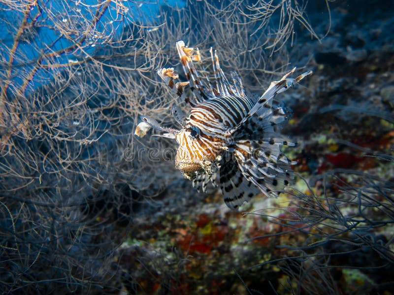 Lionfish among the Thickets of Corals in the Indian Ocean Stock Image ...