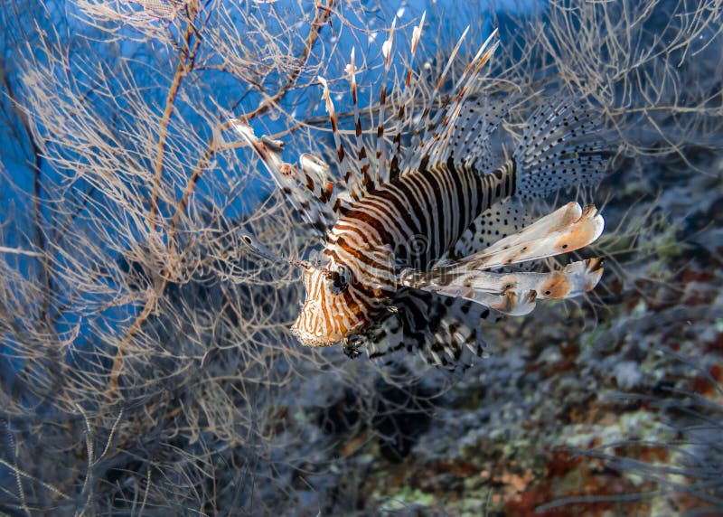Lionfish among the Thickets of Corals in the Indian Ocean Stock Photo ...