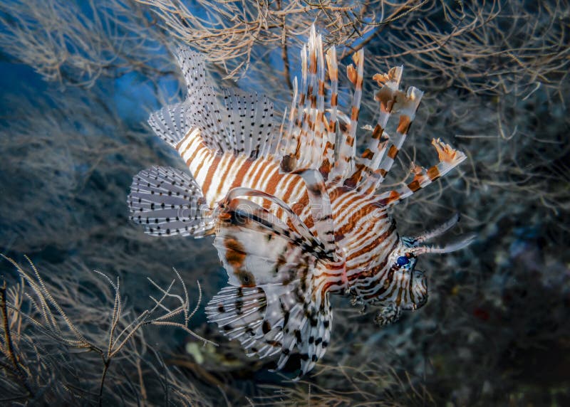 Lionfish among the Thickets of Corals in the Indian Ocean Stock Image ...