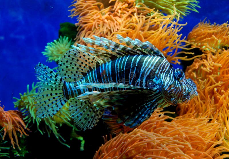 Lionfish Tropical Fish stock photo. Image of colorful - 64093134