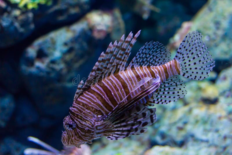 Lionfish, Turkeyfish, Firefish, Butterfly-cod Stock Photo - Image of ...
