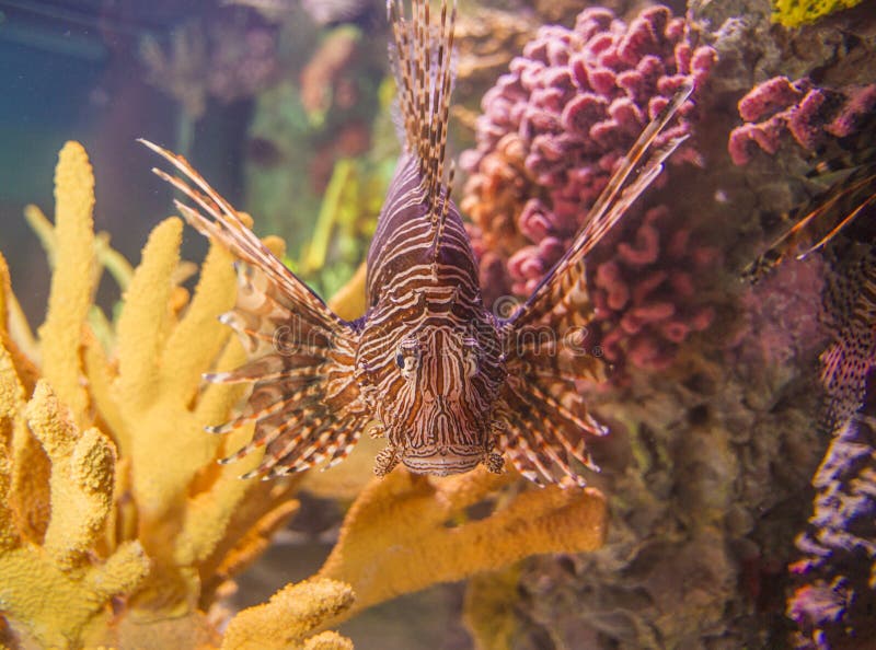 Lionfish stock image. Image of animal, animals, colorful - 34533203