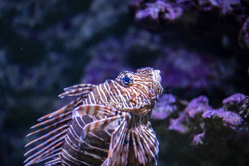 Lionfish in the water stock image. Image of coral, nature - 120115229