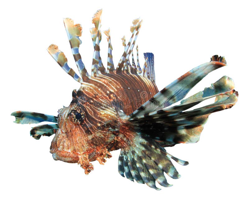 Lionfish Isolated on White Background Stock Photo - Image of white ...
