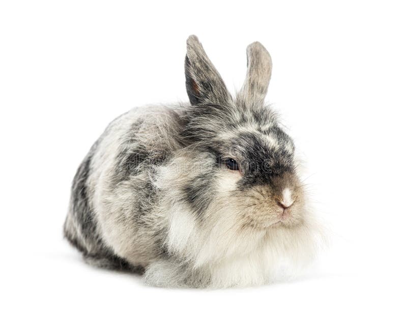 Lionhead Rabbit Down on White Background Stock Image - Image of ...