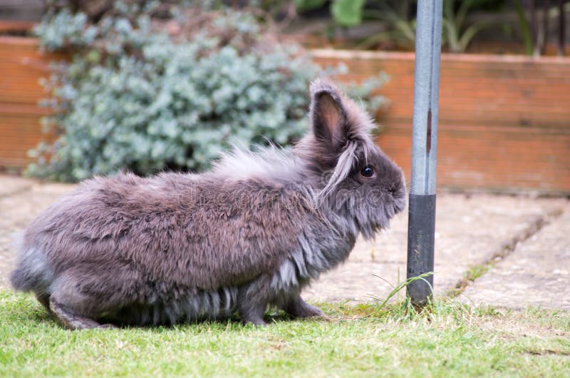 Lionhead rabbit stock photo. Image of camera, full, grass - 42551988
