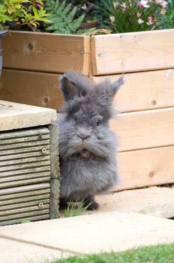 Lionhead rabbit stock photo. Image of camera, full, grass - 42551988