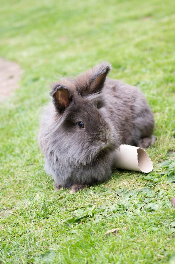 Lionhead rabbit stock photo. Image of humour, animal - 42551972