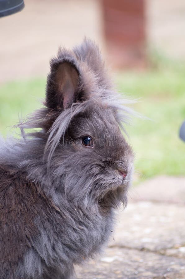 Lionhead rabbit stock photo. Image of camera, full, grass - 42551988