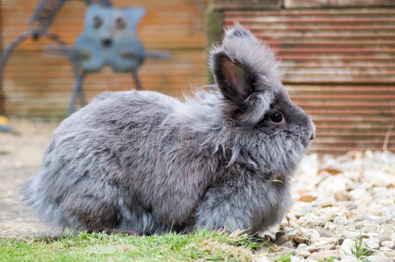 Lionhead rabbit stock photo. Image of bred, cute, grey - 42551986