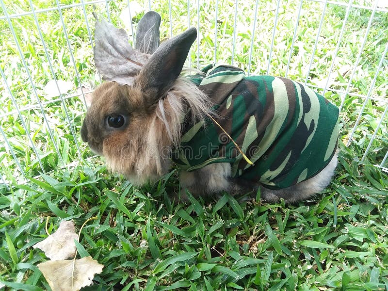 Sir Grumpy Thumps stock image. Image of leaf, thumps - 128925151