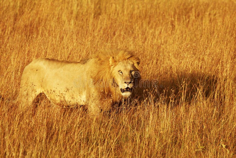 Flock Med Lejon I Masaien Mara Arkivfoto - Bild av gräs, lejon: 43485646