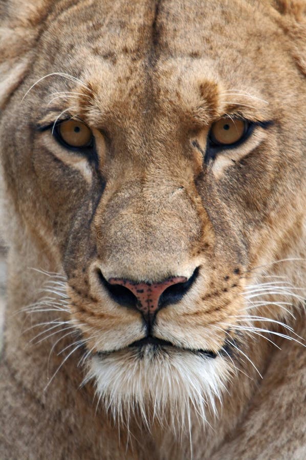 31,713 Photos de Lionne - Photos de stock gratuites et libres de droits ...