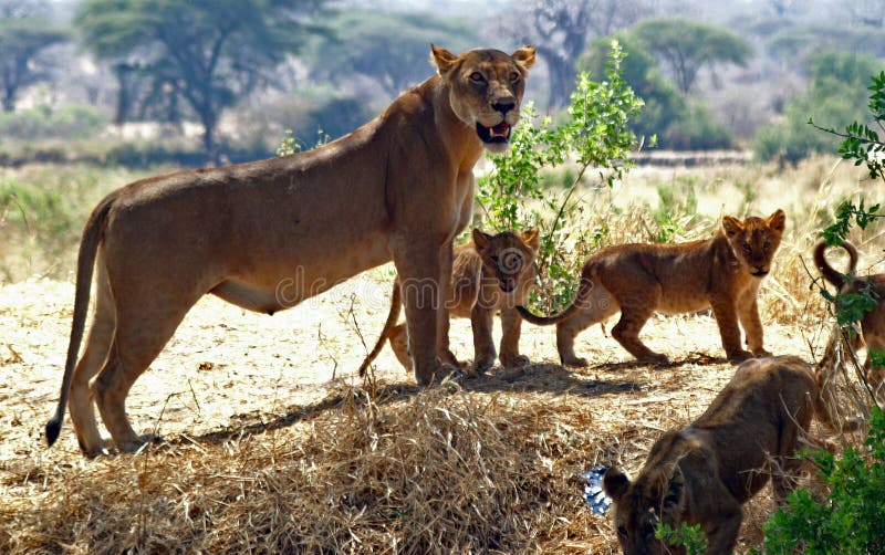 Lionne Et Ses Petits Animaux Jouant Les Uns Avec Les Autres Dans La ...