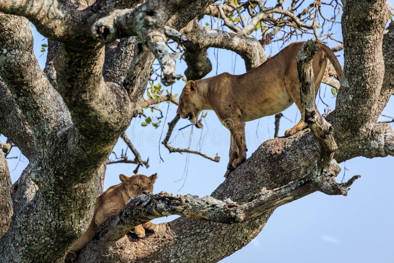Lionnes sur un arbre image stock. Image du animal, fourrure - 37401735